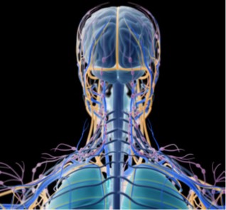 The Importance of the Glymphatic System – part one – EnergizeMindBody